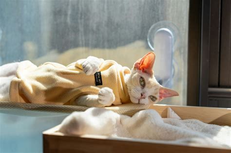 Foto De Stock Gratuita Sobre Interior Acogedor Adorable Ambiente En