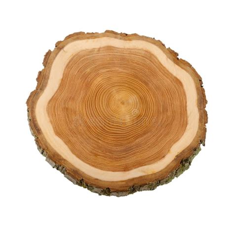 Oak Log Cross Section With Visible Growth Rings Isolated On A Transparent Background Stock