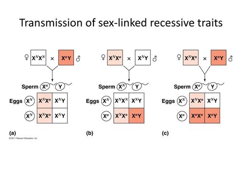 The Chromosomal Basis Of Inheritance Ppt Download