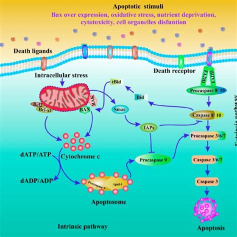 Role Of Apoptosis In Cancer Treatment Download Scientific Diagram