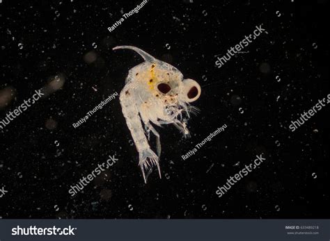 Crab Larvae Characteristics At Jimmy Koonce Blog