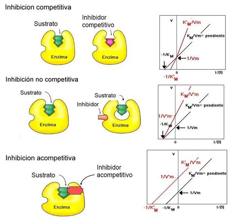 Complejo Enzima Sustrato Estrategias De Inmovilización Enzimática