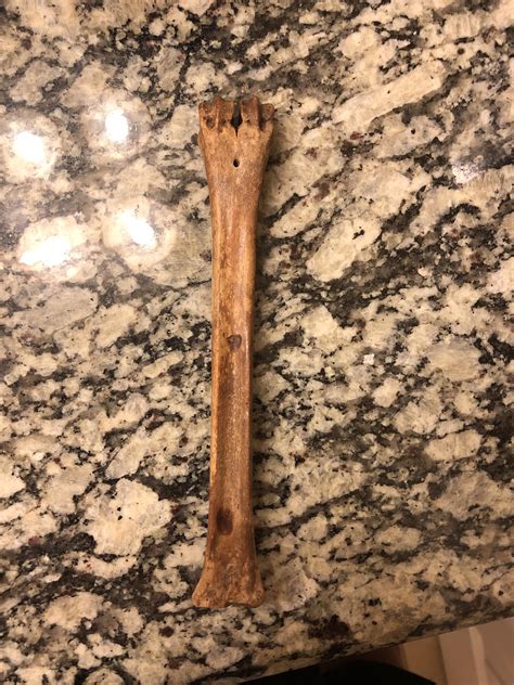 Does Anybody Know What Type Of Fossil This Is R Fossilhunting