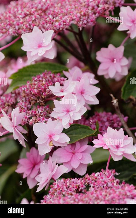 Bigleaf Hydrangea Hydrangea Macrophylla Shamrock Lacecaps Flowering