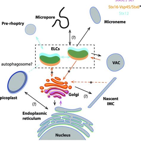 Model Of Vesicle Trafficking In Apicomplexan Parasites The Model Download Scientific Diagram