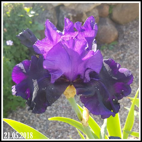 Iris Schwertlilien Hohe Bartiris Iris Barbata Elatior Tall Bearded Iris Jessicas