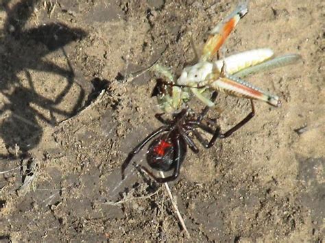 Latrodectus Hesperus Bugguide Net