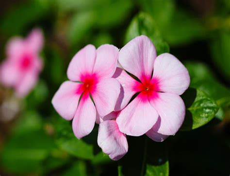 Flora And Fauna Flowers Fauna And Flora International G4g5