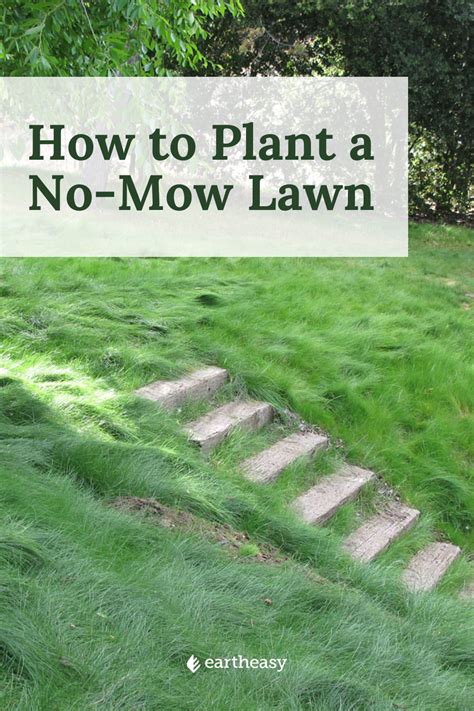 Fall Is The Best Time To Plant Your Eco Lawn Lawn Alternatives