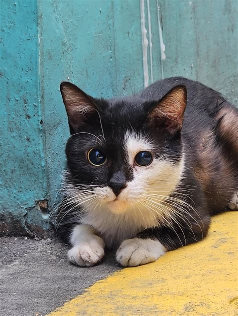 Puspin Casually Hanging Around 36c Afternoon R Casualph