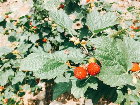 산딸기 식물 과일 잎 음식 사진이미지일러스트캘리그라피 Nredram23작가
