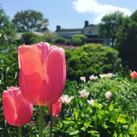 Oak Spring Garden Foundation The World S Sexiest Plants