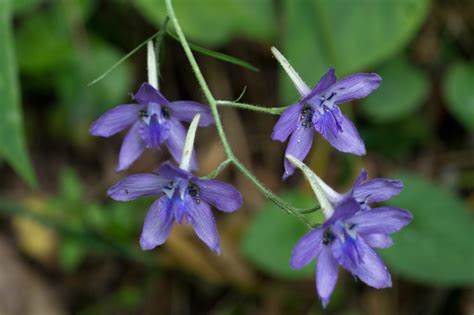 Delphinium Denudatum Eflora Of India