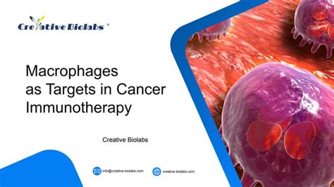 Macrophages As Targets In Cancer Immunotherapy Creative Biolabs Pptx