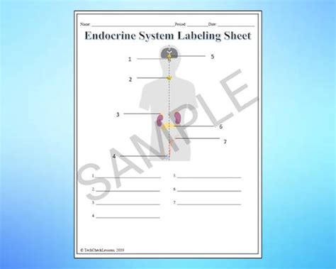 Endocrine System Diagram Worksheet