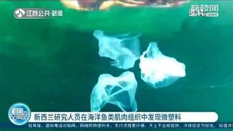 海洋“白色污染”问题加剧海洋鱼类肌肉组织中发现“微塑料”高清1080p在线观看平台腾讯视频