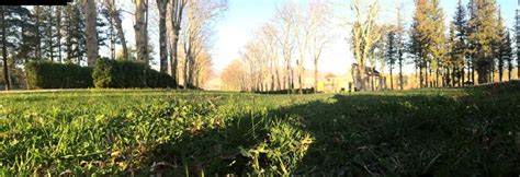 მარტვილი სალხინო Tree Plants Tree Trunk