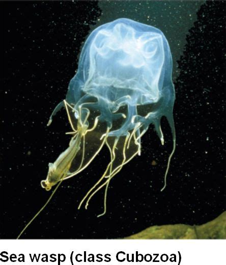 Cubozoahtml 3307cnidariadiversityc Cubozoahtml 3307cnidariadiversityc