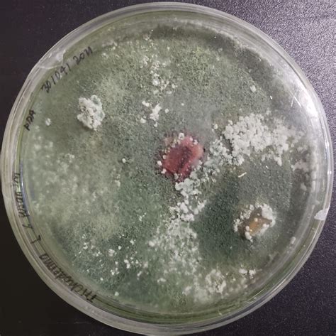 Biofungicida Trichoderma Longibrachiatum Bolsa Nacional De Productos