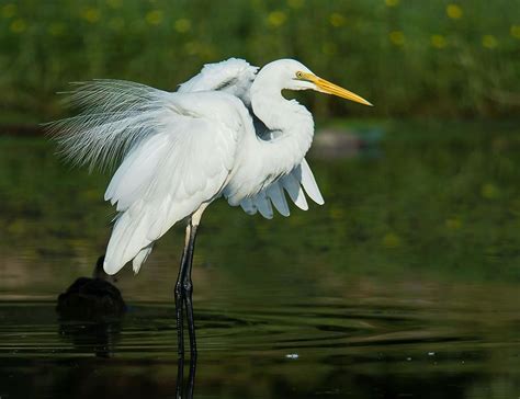 Intermediate Egret Learn Everything About The Graceful Bird The