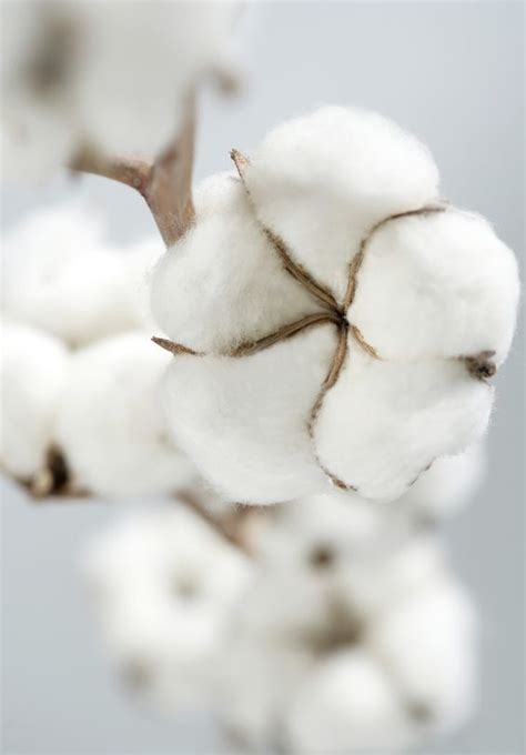 Why Use Organic Cotton Top 5 Benefits Of Using And Wearing Organic Cotton
