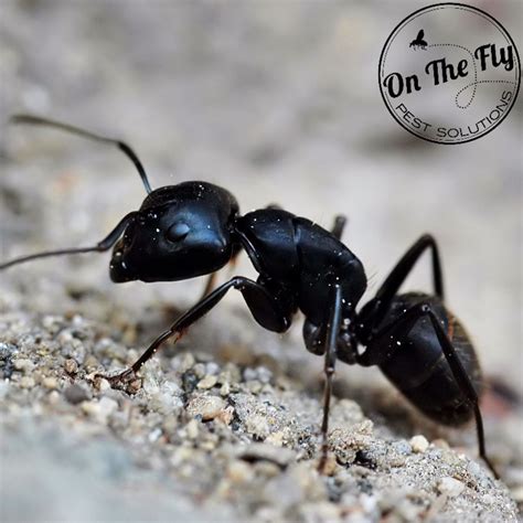Common Ant Species In Maryland And Pennsylvania A Guide For Homeowners On The Fly Pest Solutions