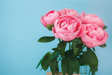 아름 다운 핑크 모란 꽃 꽃다발 통 유리 꽃병 통 통 Hyan Background 모란의 꽃잎에 물방울 분홍에 대한 스톡 사진 및 기타 이미지 Istock