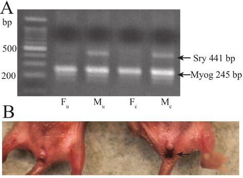Sex Differences In Mouse Hippocampal Astrocytes After In Vitro Ischemia Scientific Article