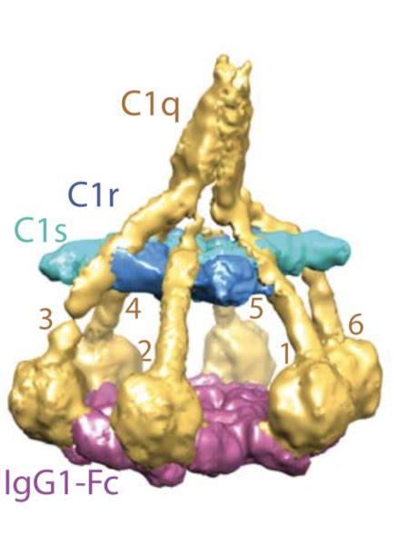 Novel Insights In Immune Protection