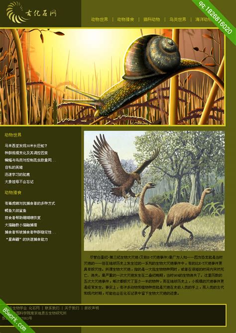 化石网大学生网页制作作业成品html学生网页设计制作作业网页制作作业成品网页设计作业计算机毕业设计php作业asp作业网页模板