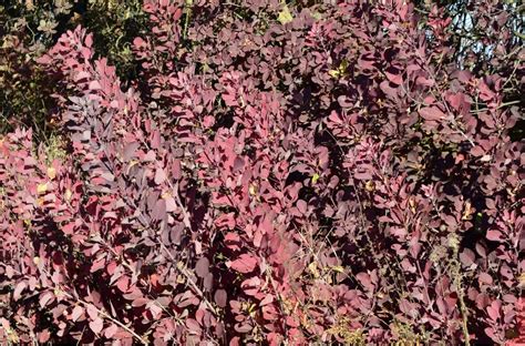 Pūkenis Sodinimas Auginimas Priežiūra Bei Geriausios Veislės