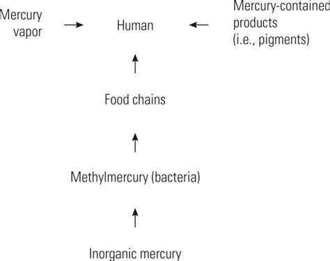 Routes Of Mercury Exposure In Humans Download Scientific Diagram