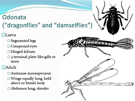 Orders Of Aquatic Insects Classification Known Living Species