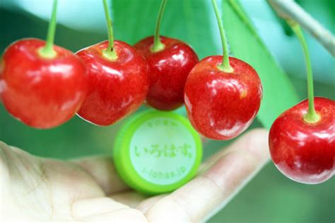 ポスト佐藤錦さくらんぼの品種と新技術味の農園