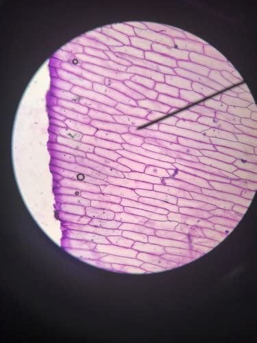 Exam I Botany Flashcards Quizlet