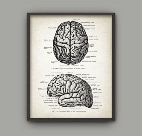 Printable Brain Anatomy Print Cognitive Computational Neuroscience Neurolinguistics Wall Art