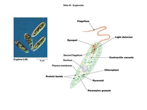 Ppt Biology 1112 Powerpoint Presentation Free Download Id7038109