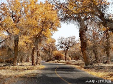 行攝南疆之四：塔里木胡楊林國家森林公園迎來醉美觀賞季 每日頭條