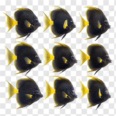 투명한 배경 측면에 있는 다양한 색상의 수족관 물고기 얼룩말 다트피시 격리된 노란색과 흰색 바닷물 노란색 수족관 생선 Png 일러스트 및 이미지 에 대한 무료 다운로드