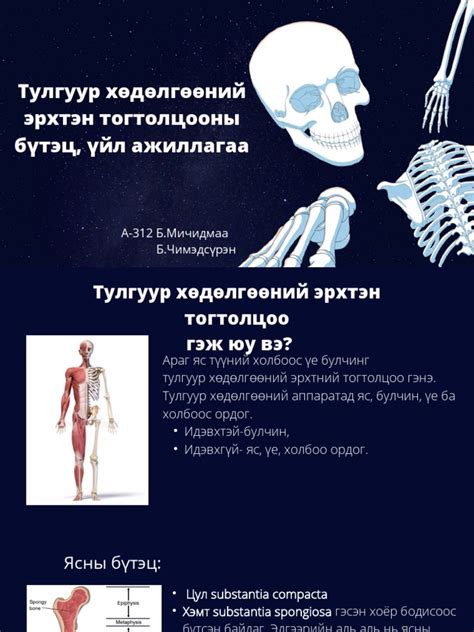 Тулгуур Хөдөлгөөний Эрхтэн Тогтолцооны Бүтэц Үйл Ажиллагаа Pdf