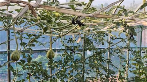 애플수박 이렇게 하면 주렁주렁 공중재배 유인하기 수박재배 Youtube