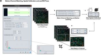 Cell TypeAnalyzer A Flexible Fiji ImageJ Plugin To Classify Cells According To User Defined