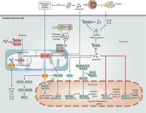 The Dual Role Of Acod1 In Inflammation The Journal Of Immunology American Association Of