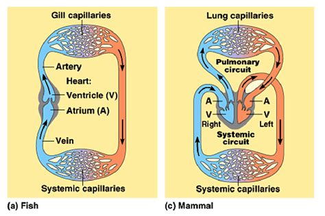 Diagram Of Transportcirculatory Systems Quizlet