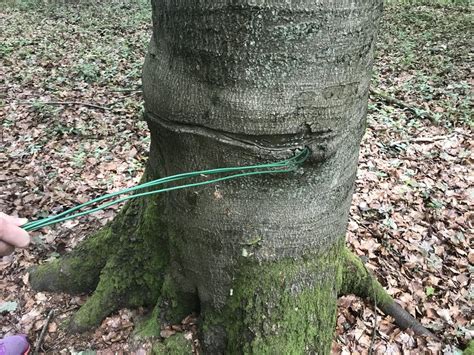 Tree Sucks Wiring R Treessuckingonthings