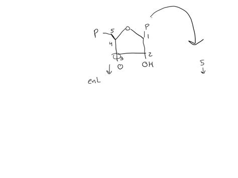 Solved The Nucleotide Sequence Of One Dna Strand Of A Dna Double Helix