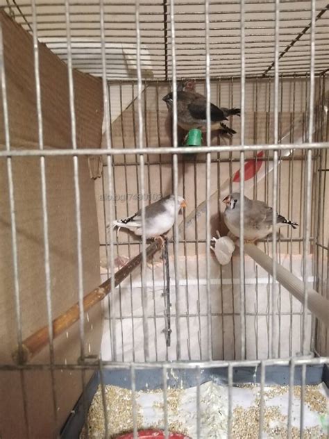 Финки Амадини Птици Плевен Продавам млади финки