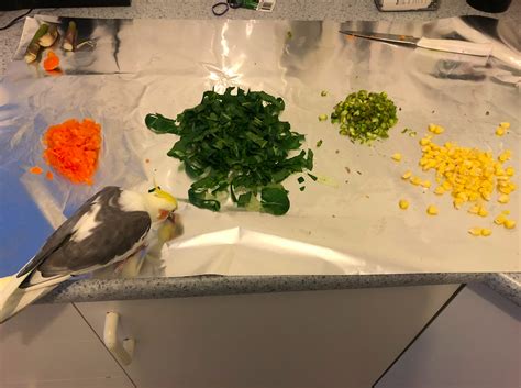 5 Simple Ways To Improve A Healthy Cockatiel Diet Caring For Feathers