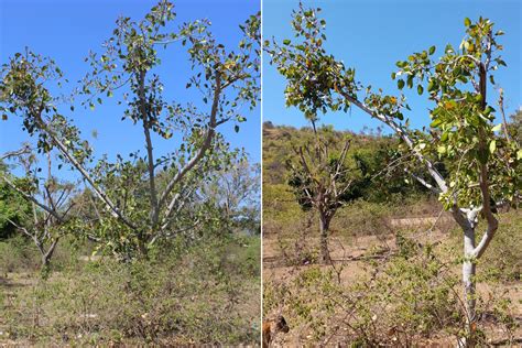 Journeys Across Karnataka Ficus Krishnae Trees In Karnataka