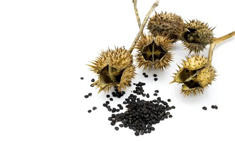 Premium Photo Dry Seeds Of The Datura Stramonium Plant On White